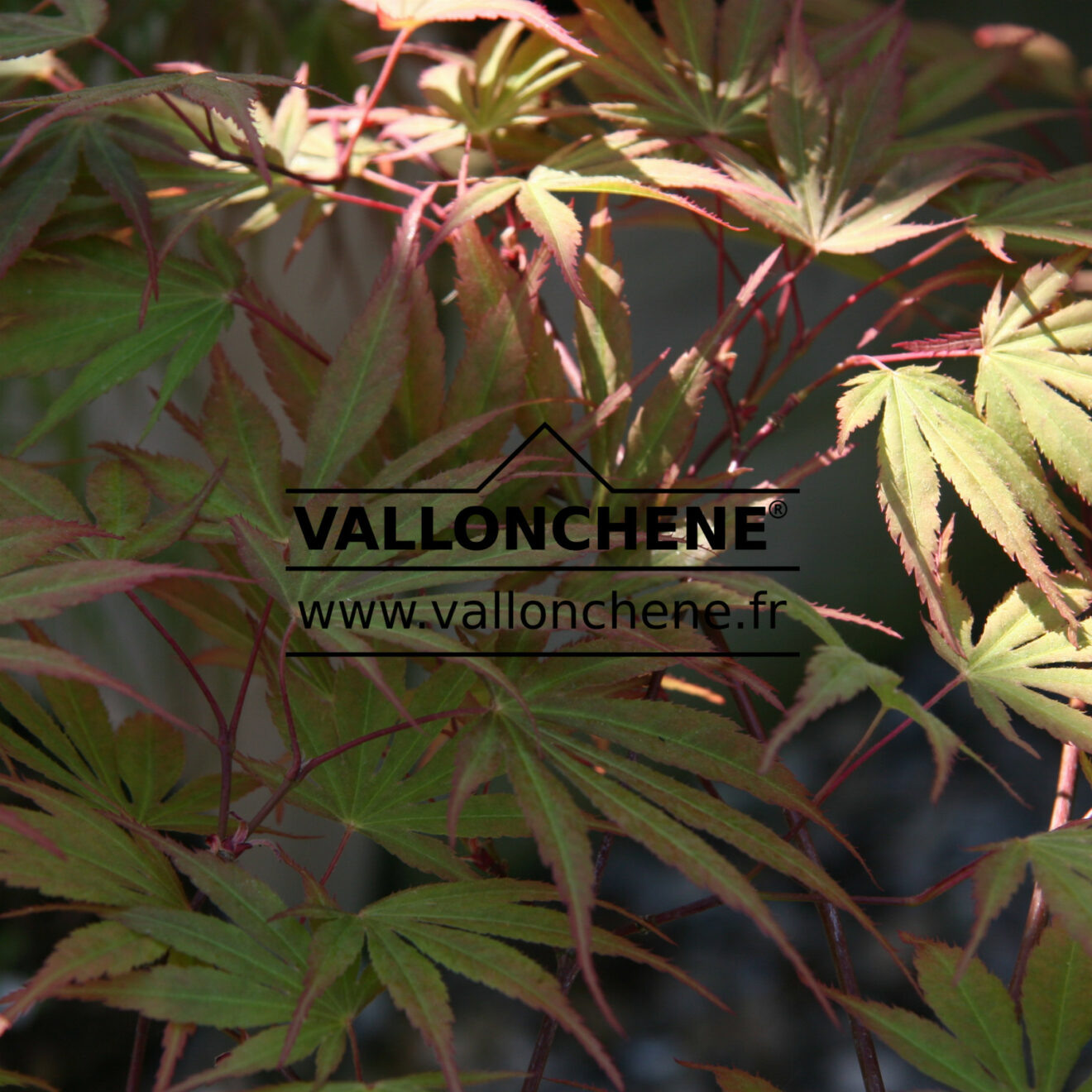 ACER palmatum 'Matsukaze'