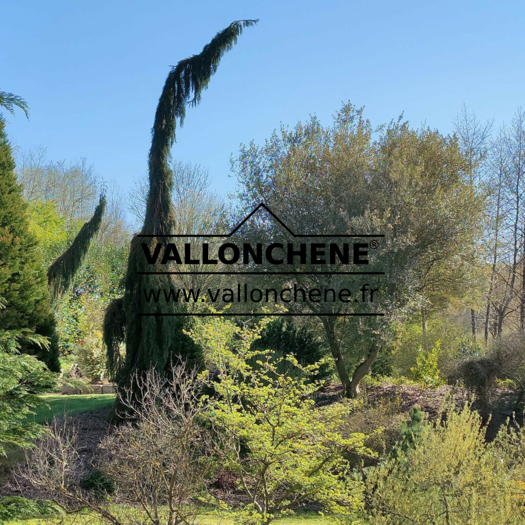 SEQUOIADENDRON giganteum 'Pendulum' - giant sequoia