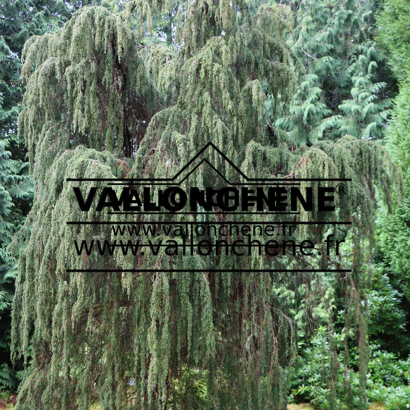 FITZROYA cupressoides - alerce