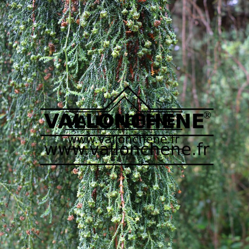 FITZROYA cupressoides - cyprès de Patagonie