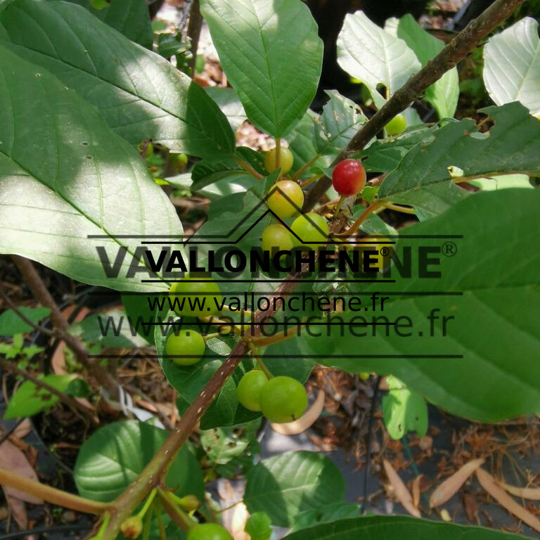 FRANGULA alnus (RHAMNUS frangula) - alder buckthorn