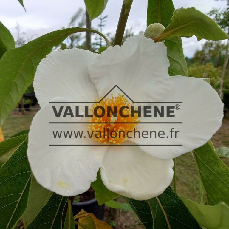 FRANKLINIA alatamaha - arbre de Franklin