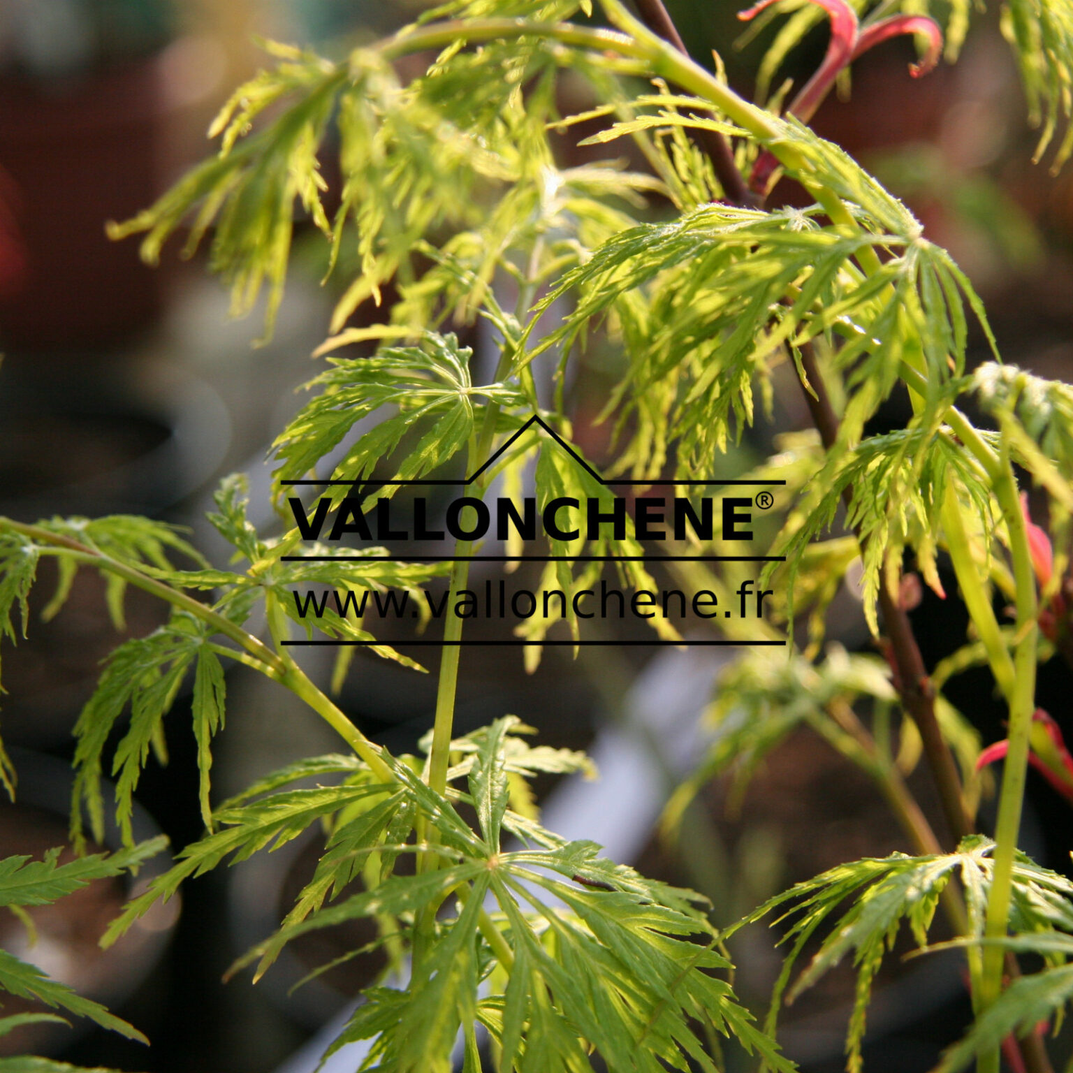 ACER palmatum 'Seiryu' - Japanese maple