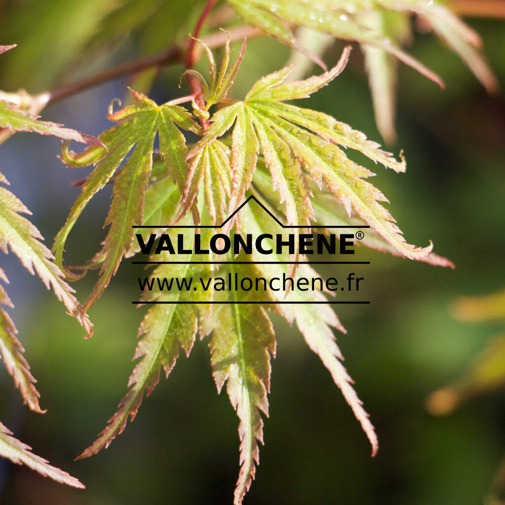 ACER palmatum 'Shigarami'