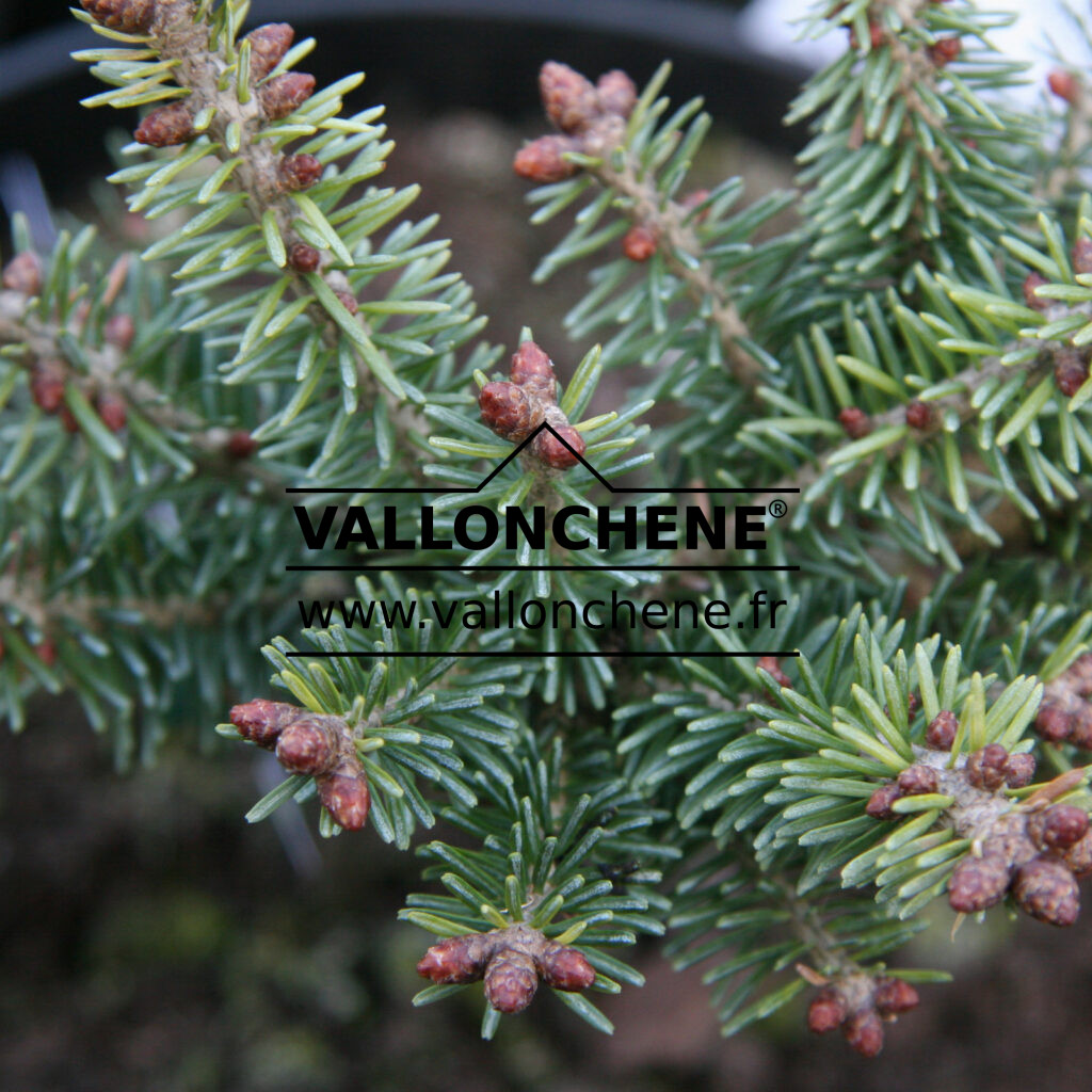 ABIES fraseri 'Elvira' - sapin de Fraser