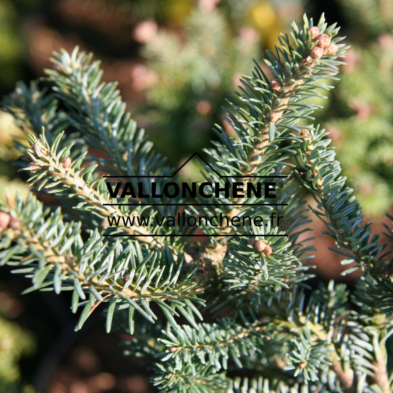 ABIES fraseri 'Palmeri' - Fraser fir