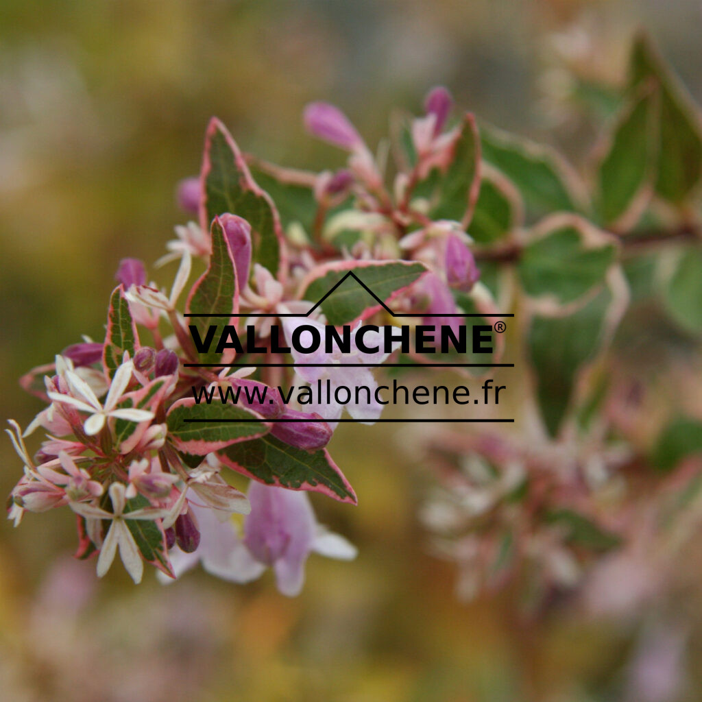 ABELIA x grandiflora 'Hopleys' - abelia