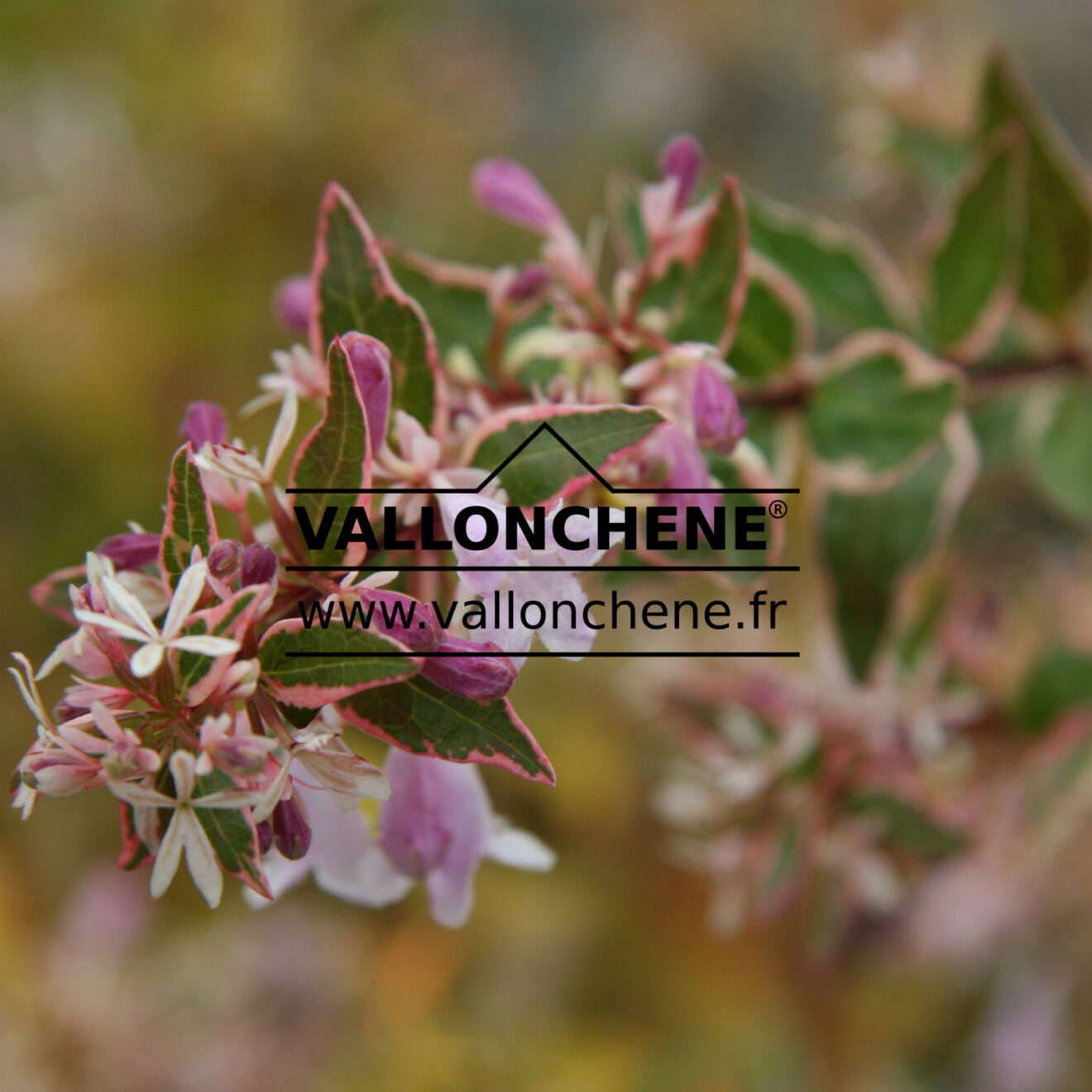 ABELIA x grandiflora 'Hopleys' - abelia