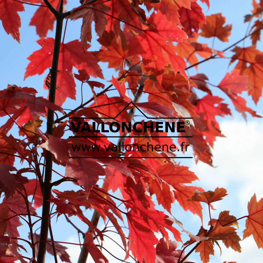 ACER x freemanii 'Jeffersred' - érable de Freeman