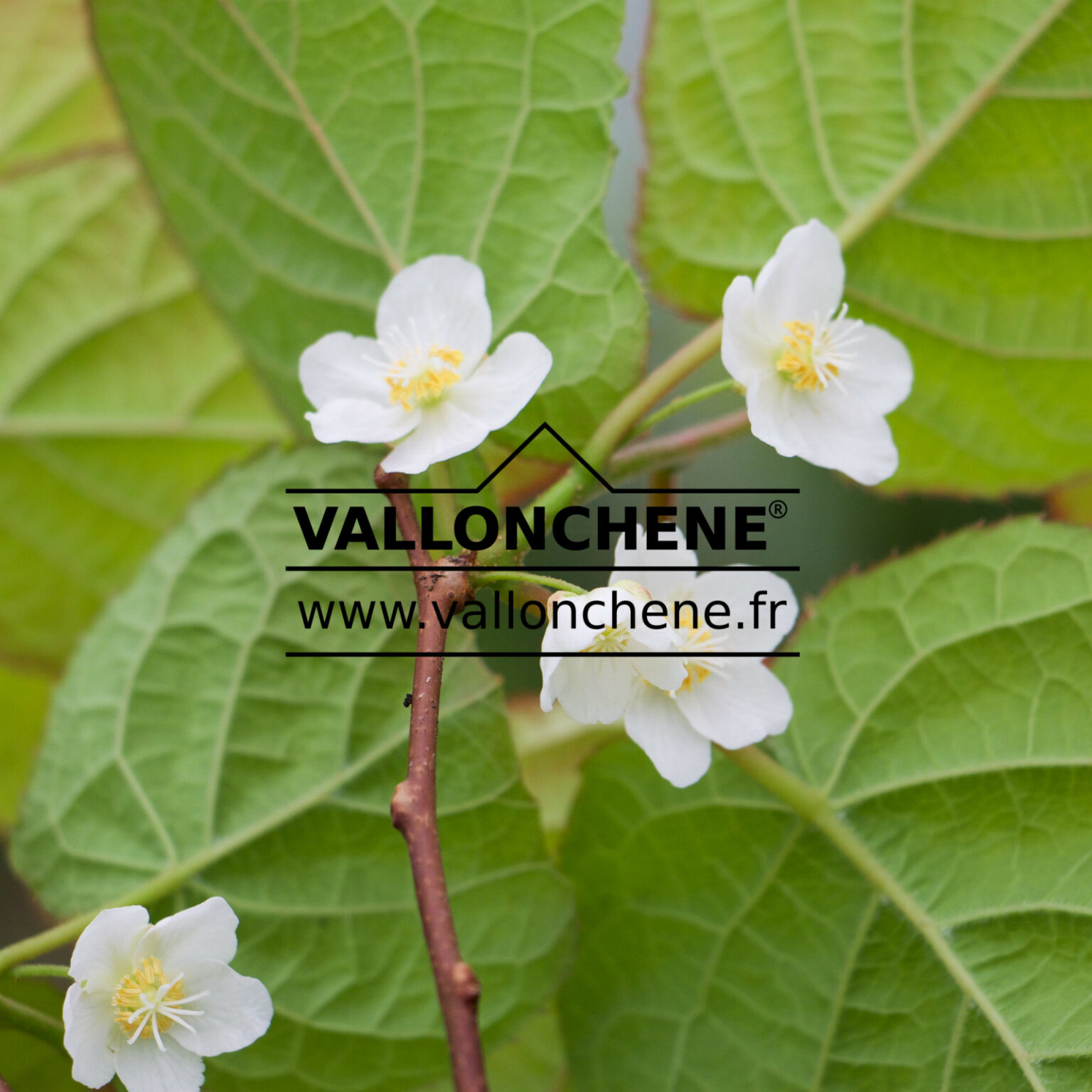 ACTINIDIA kolomikta 'Dr Szymanowski'