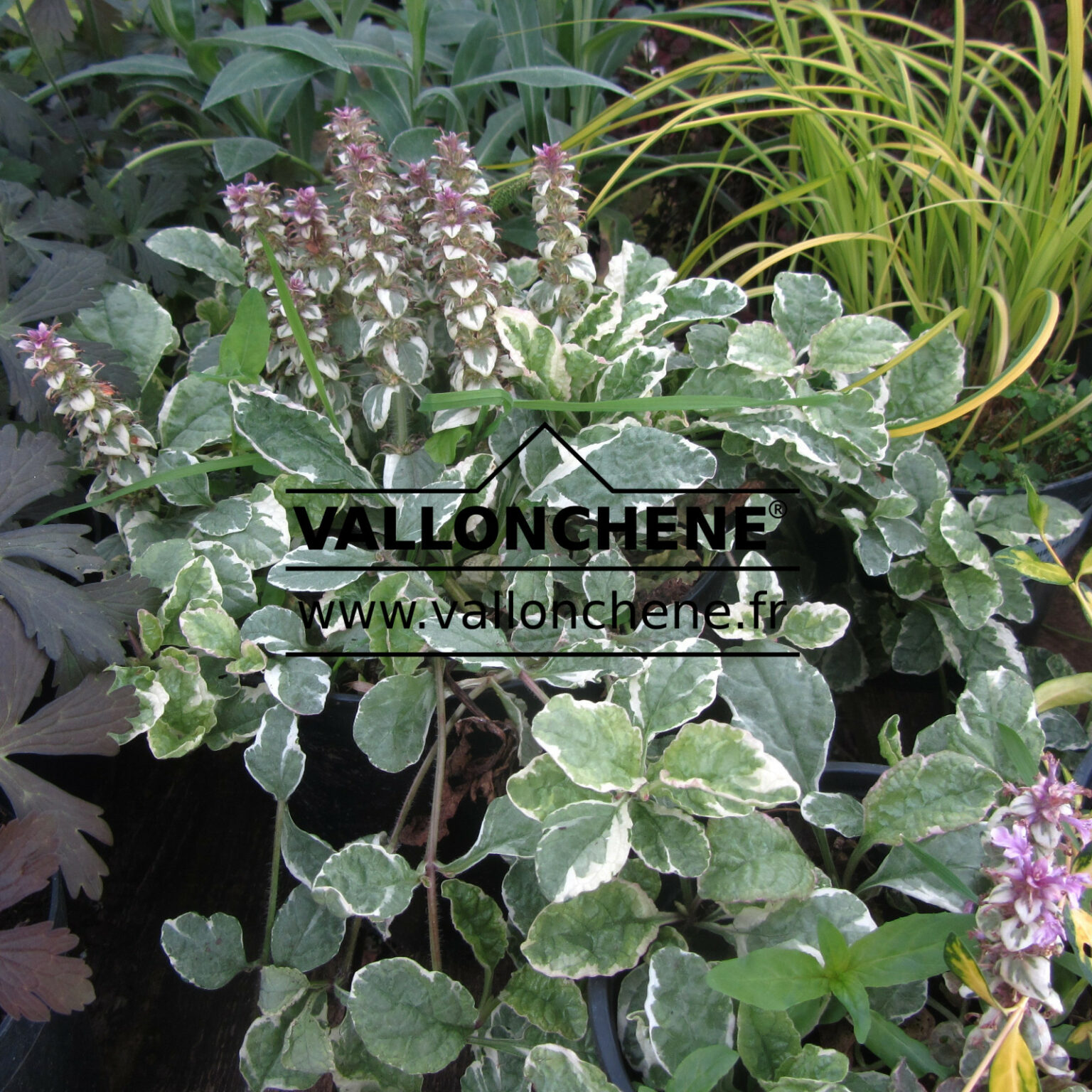 AJUGA reptans 'Pink Lightning' - bugle