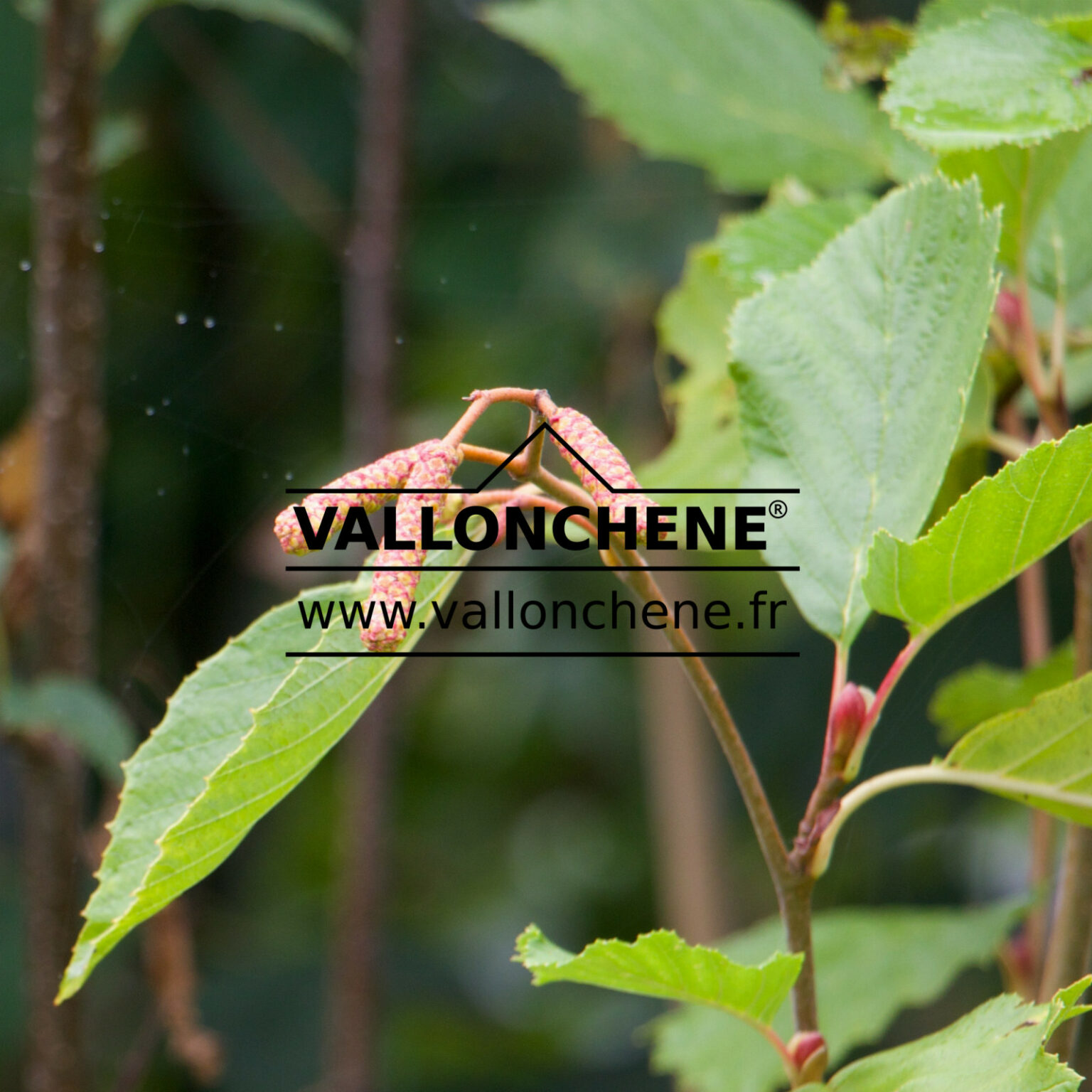 ALNUS incana 'Aurea' - grey alder
