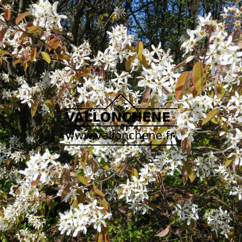 AMELANCHIER lamarckii - snowy mespilus