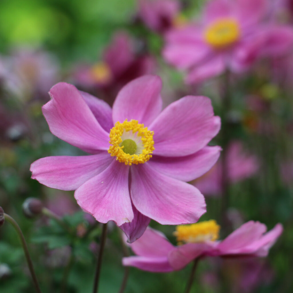 ANEMONE x hybrida 'Serenade'