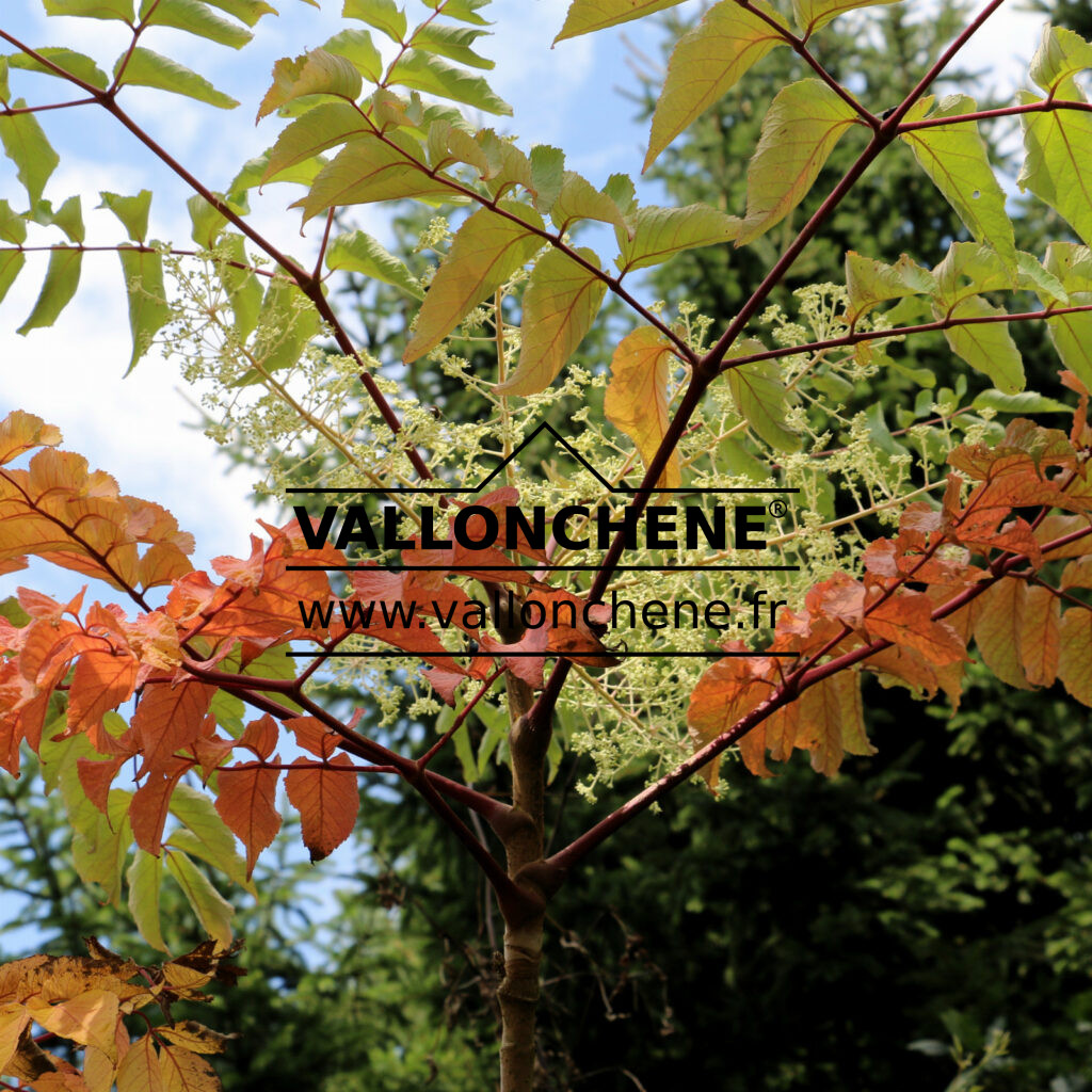 ARALIA elata (Japanese angelica tree, Korean angelica-tree)