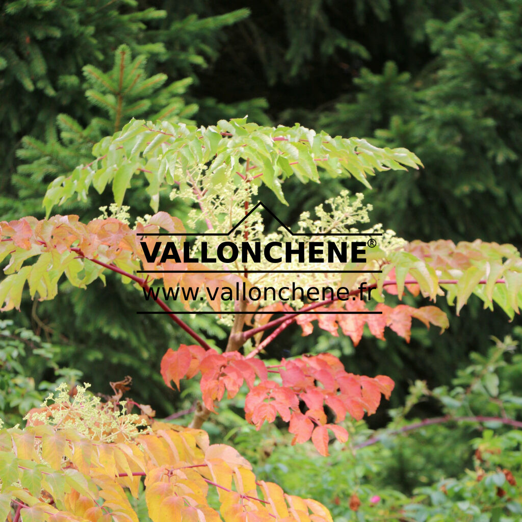 ARALIA elata (Japanese angelica tree, Korean angelica-tree)