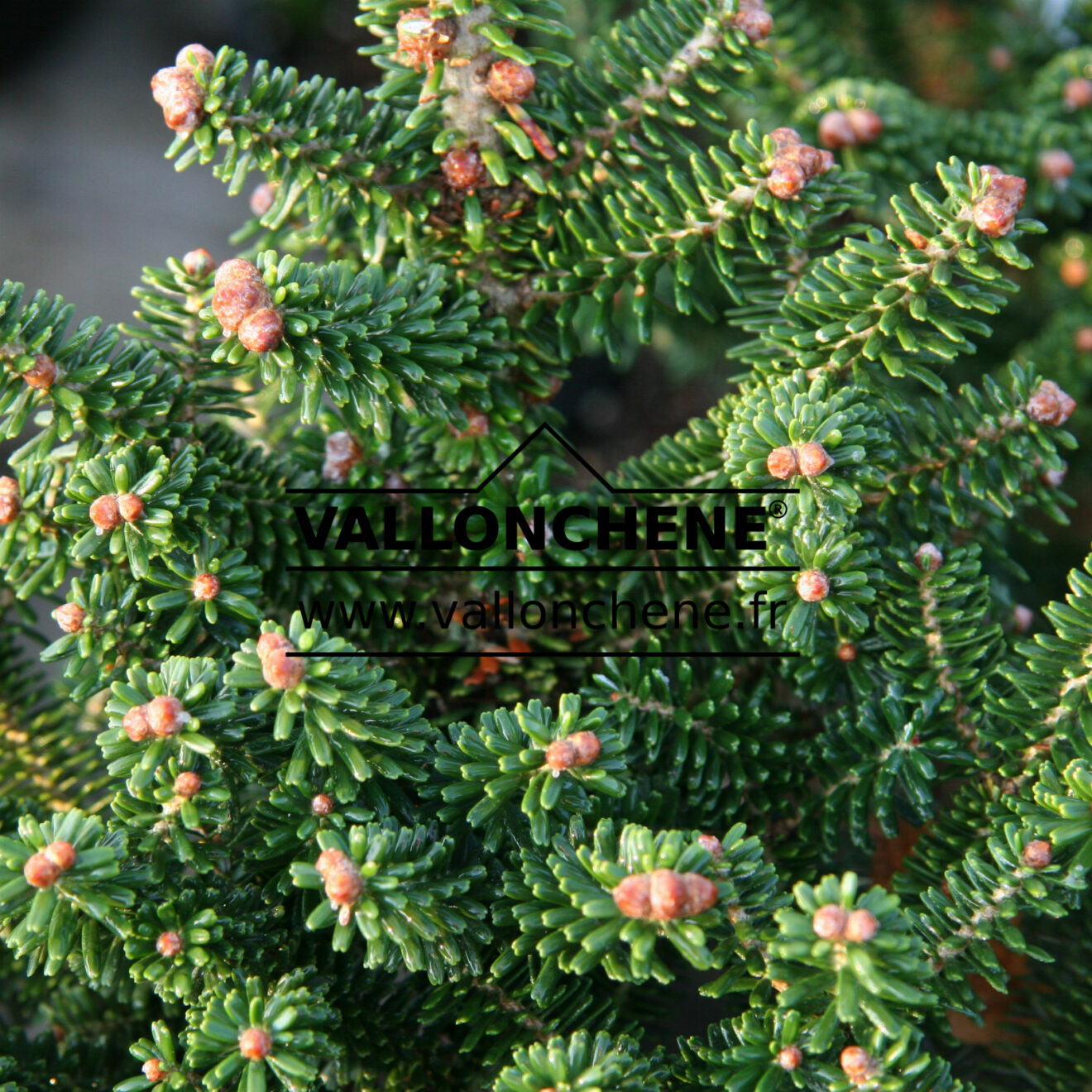 ABIES koreana 'Alpine Star' - sapin de Corée