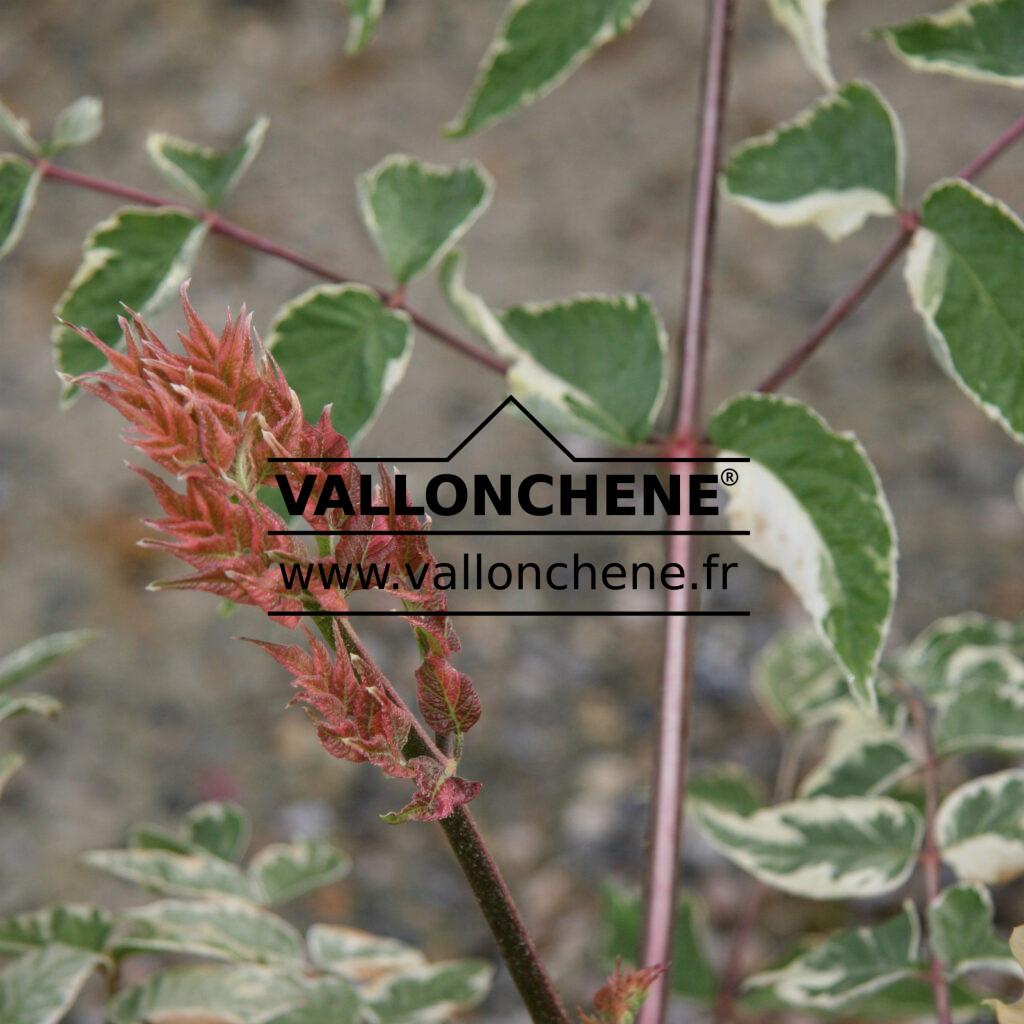 ARALIA elata 'Variegata' - angélique du Japon