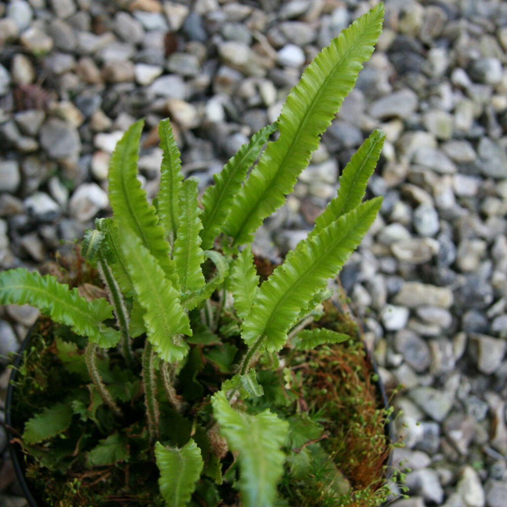 ASPLENIUM scolopendrium 'Angustifolia'
