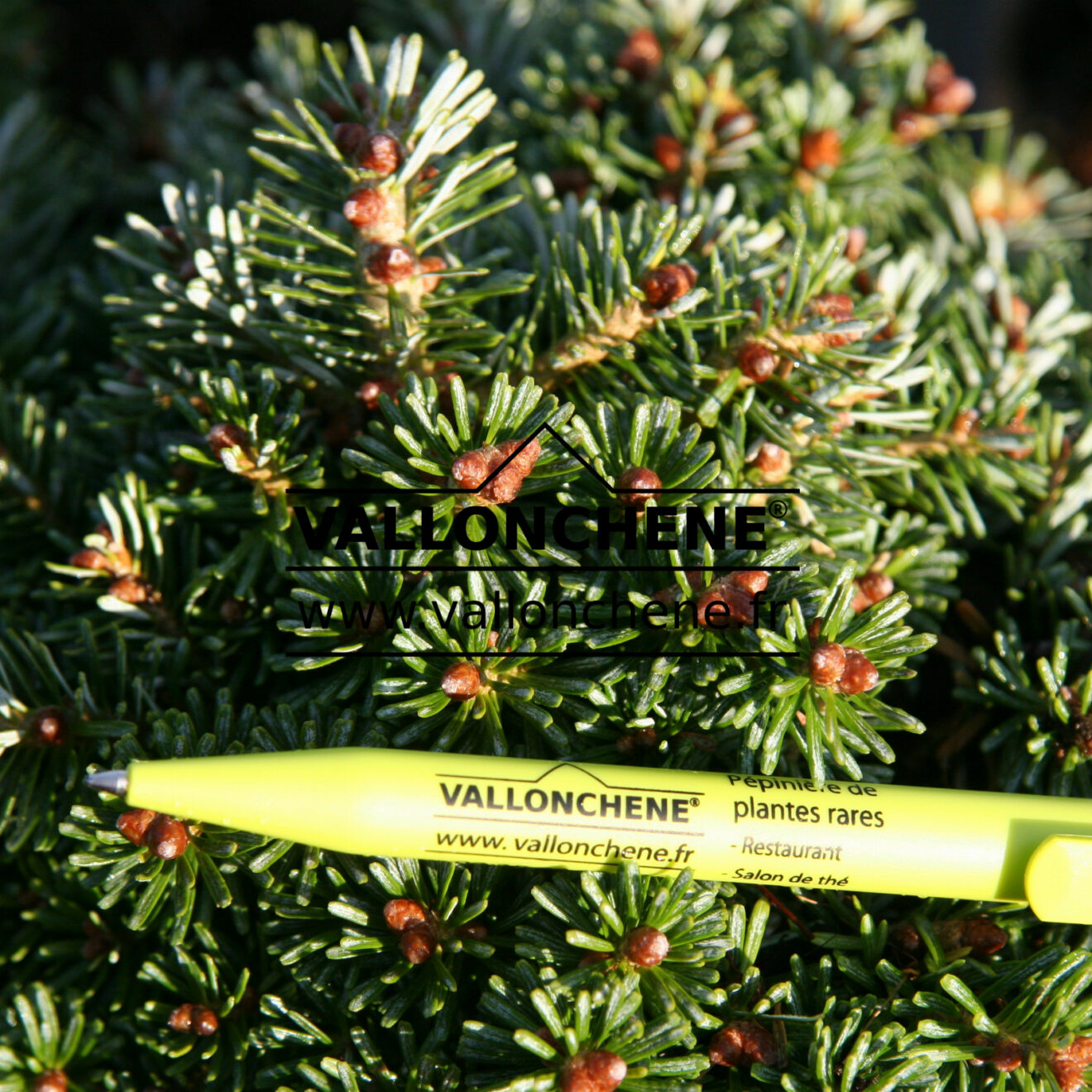 ABIES koreana 'Blauer Eskimo' - Korean fir
