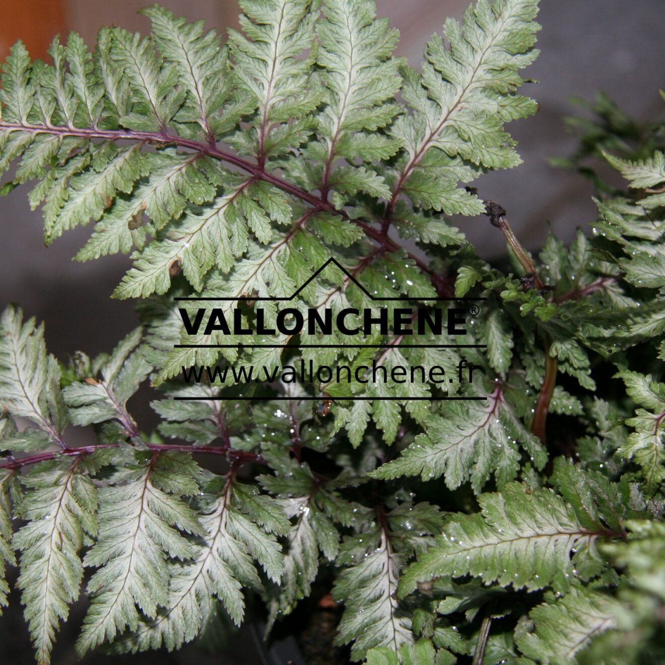 ATHYRIUM niponicum 'Metallicum' - Oriental ladyfern