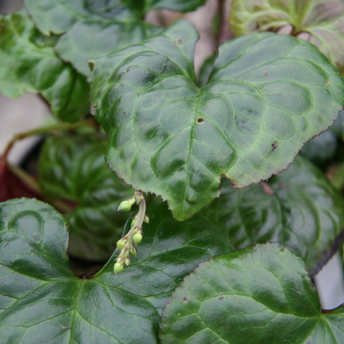 BEESIA calthifolia