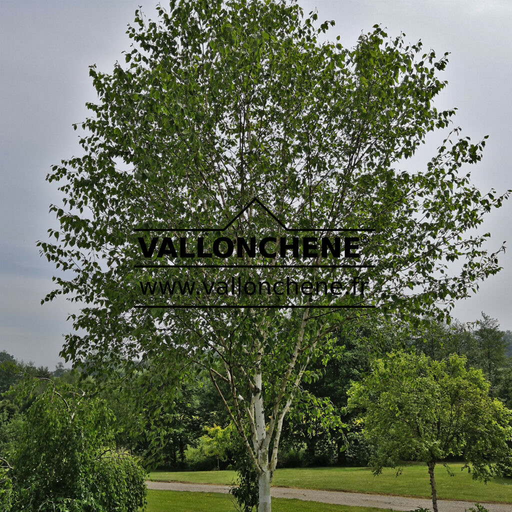 BETULA utilis jacquemontii - white Himalayan birch