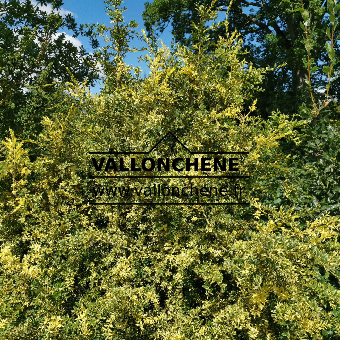 BUXUS sempervirens 'Aurea Pendula' - yellow common box