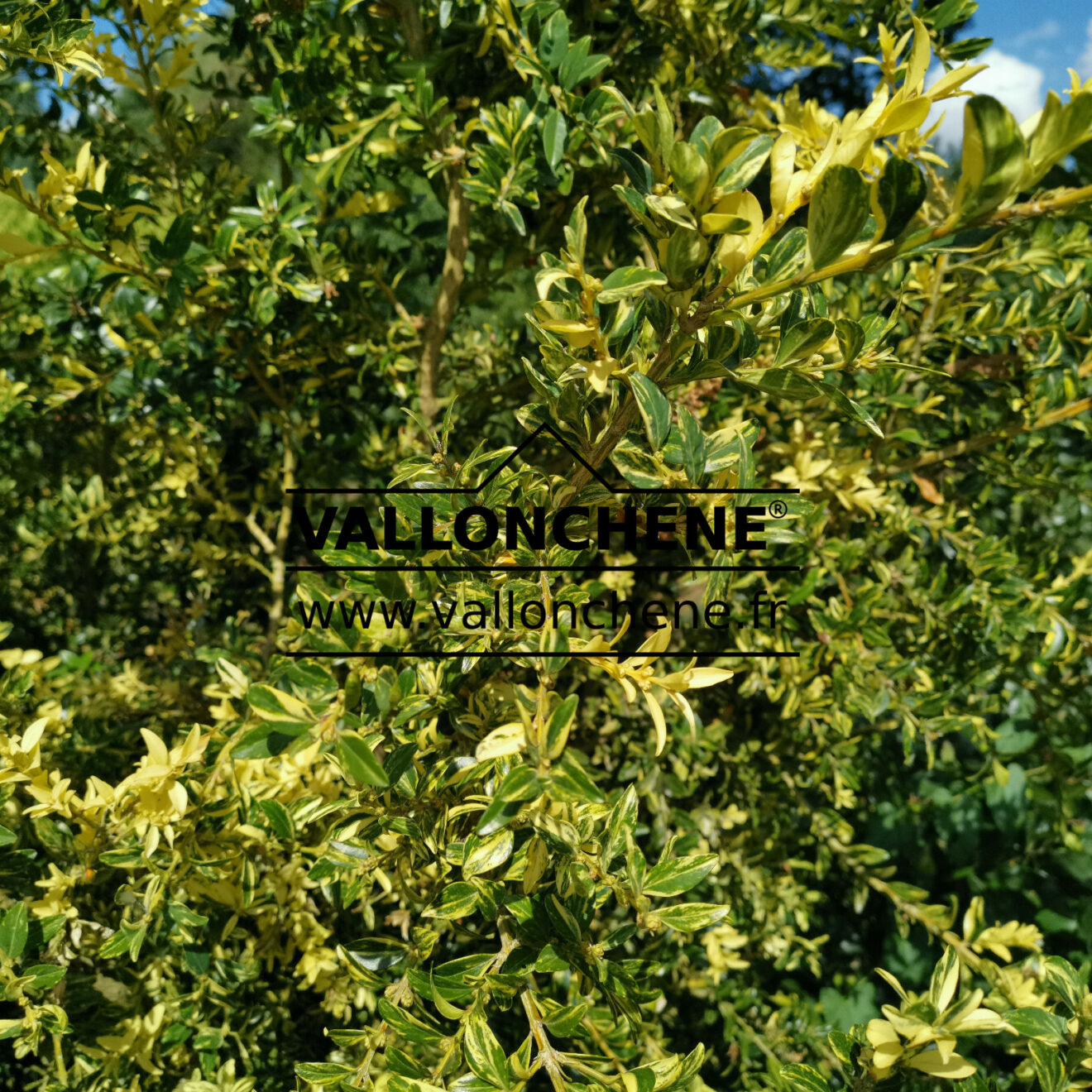 BUXUS sempervirens 'Aurea Pendula' - yellow common box