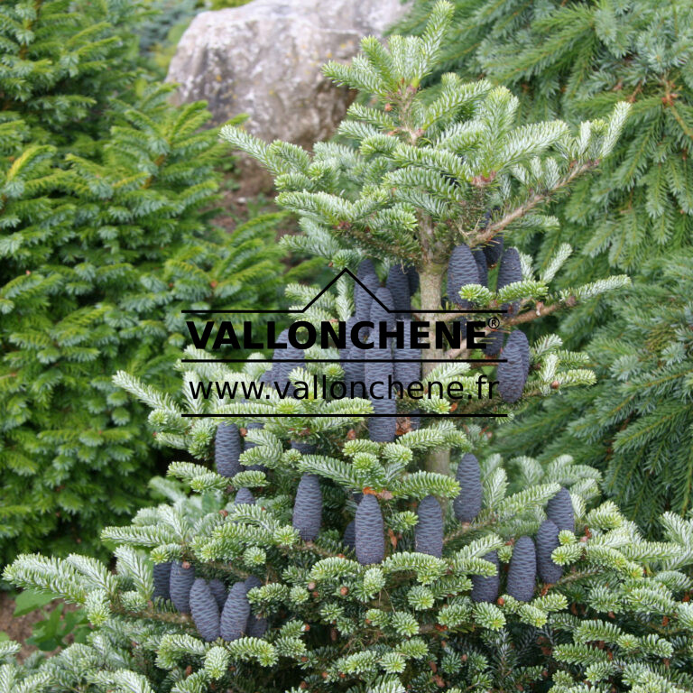 ABIES koreana 'Blue Emperor' - sapin de Corée