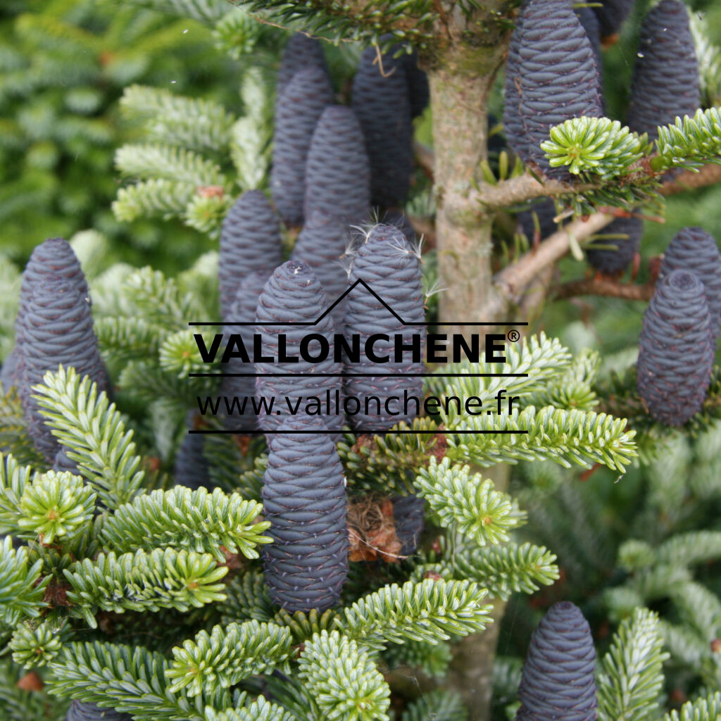 ABIES koreana 'Blue Emperor' - Korean fir