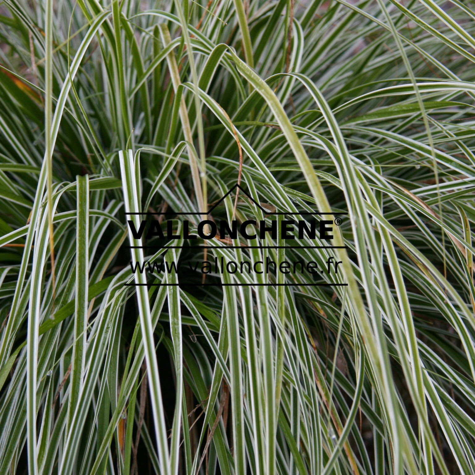 CAREX oshimensis 'Everest'
