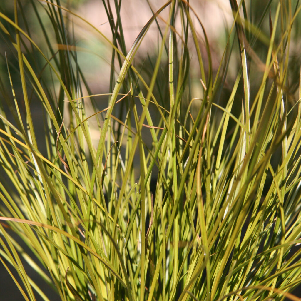 CAREX testacea 'Prairie Fire'