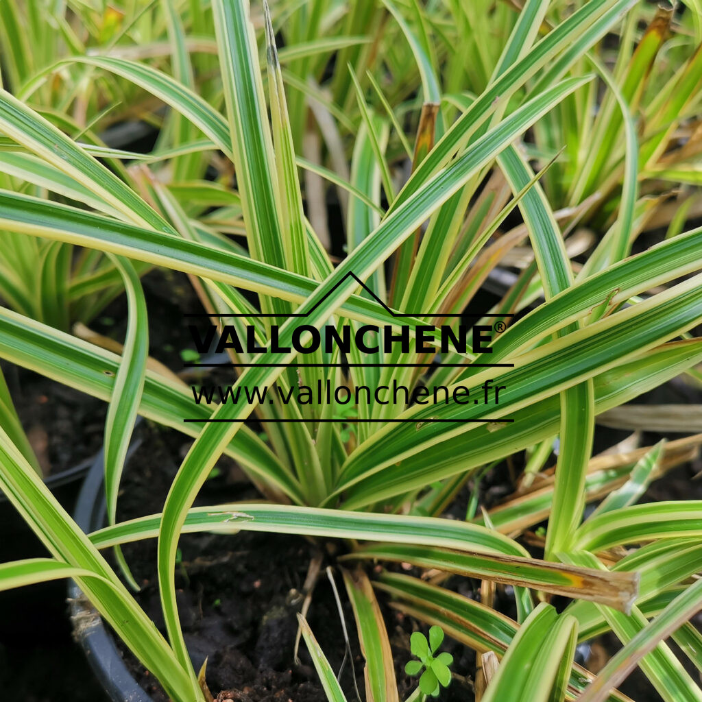 CAREX trifida 'Rekohu Sunrise'