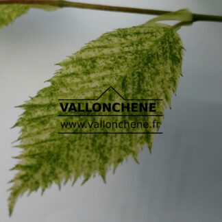 CARPINUS betulus 'Foliis Argenteovariegatis Pendula'' - European hornbeam