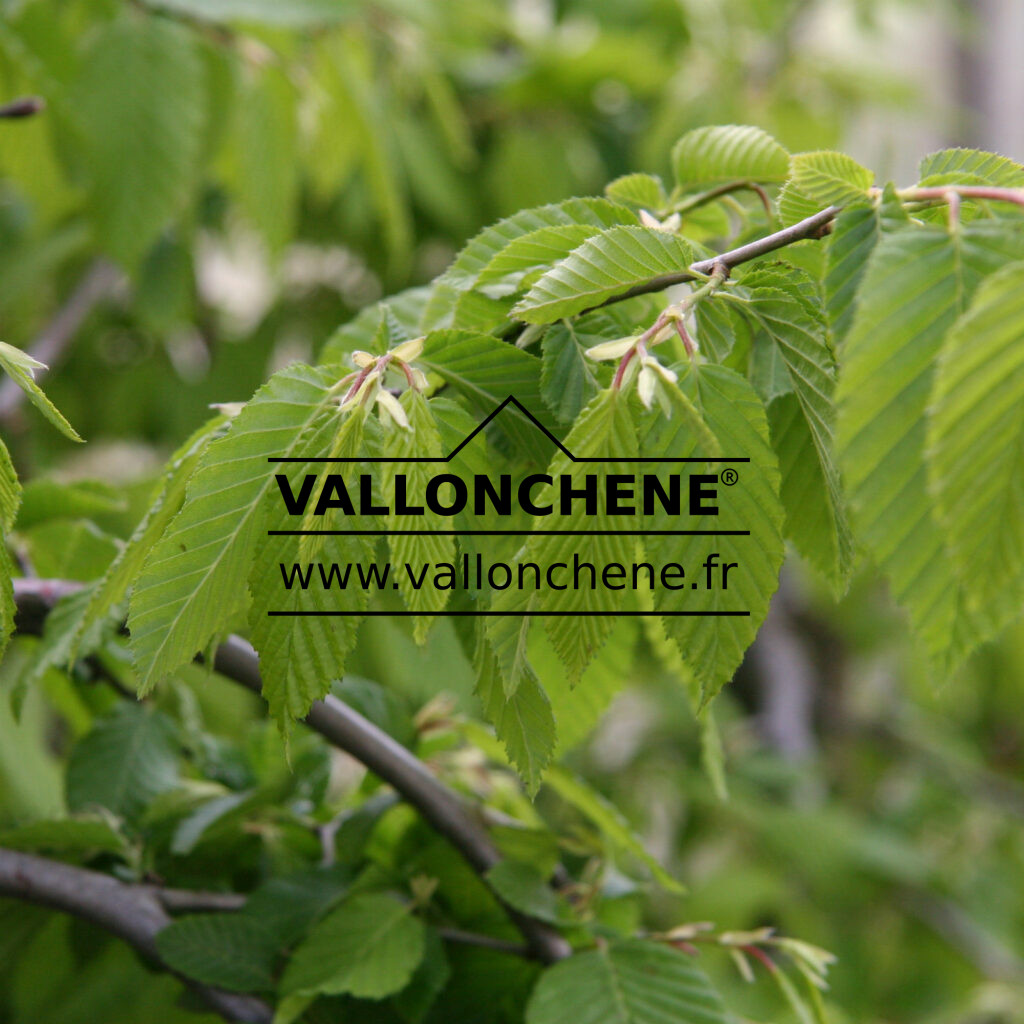 CARPINUS betulus 'Pendula' - weeping European hornbeam