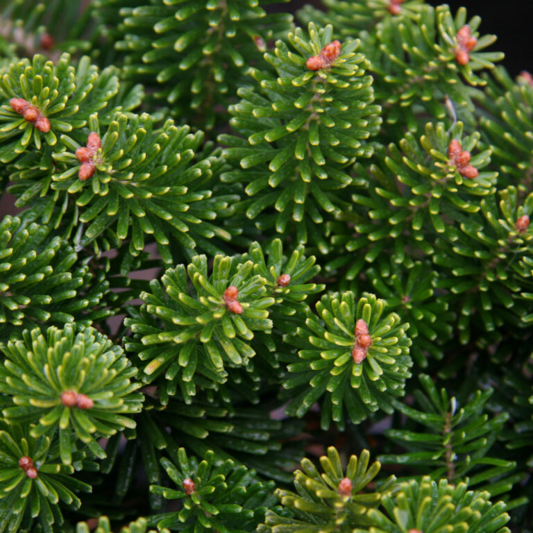 ABIES koreana 'Dark Hill' - sapin de Corée