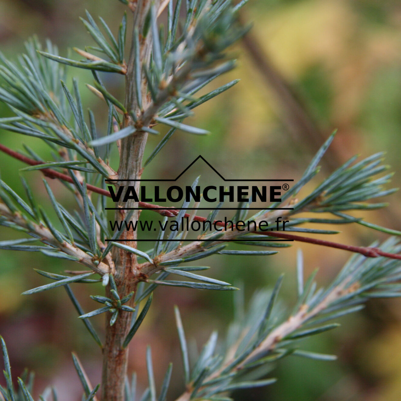 CEDRUS deodara 'Karl Fuchs'