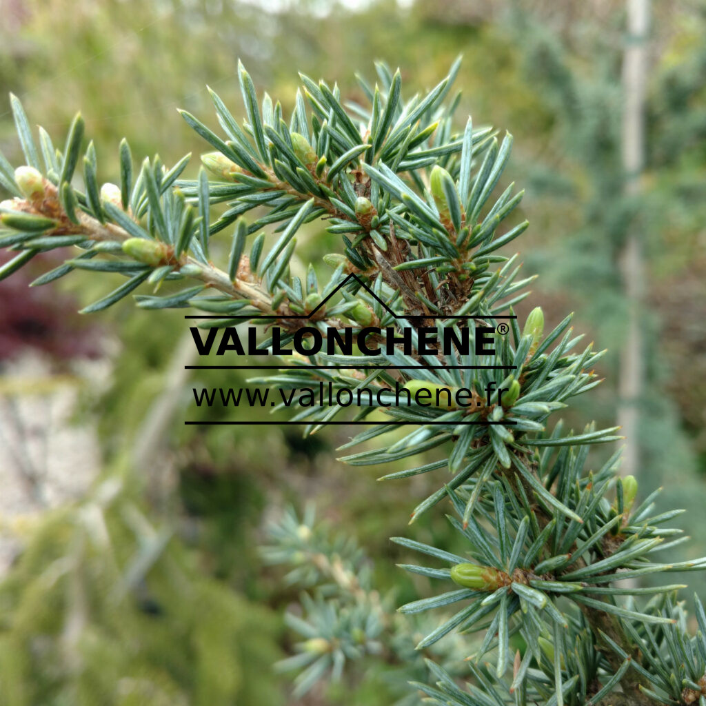 CEDRUS libani 'Glauca' - cedar of Lebanon