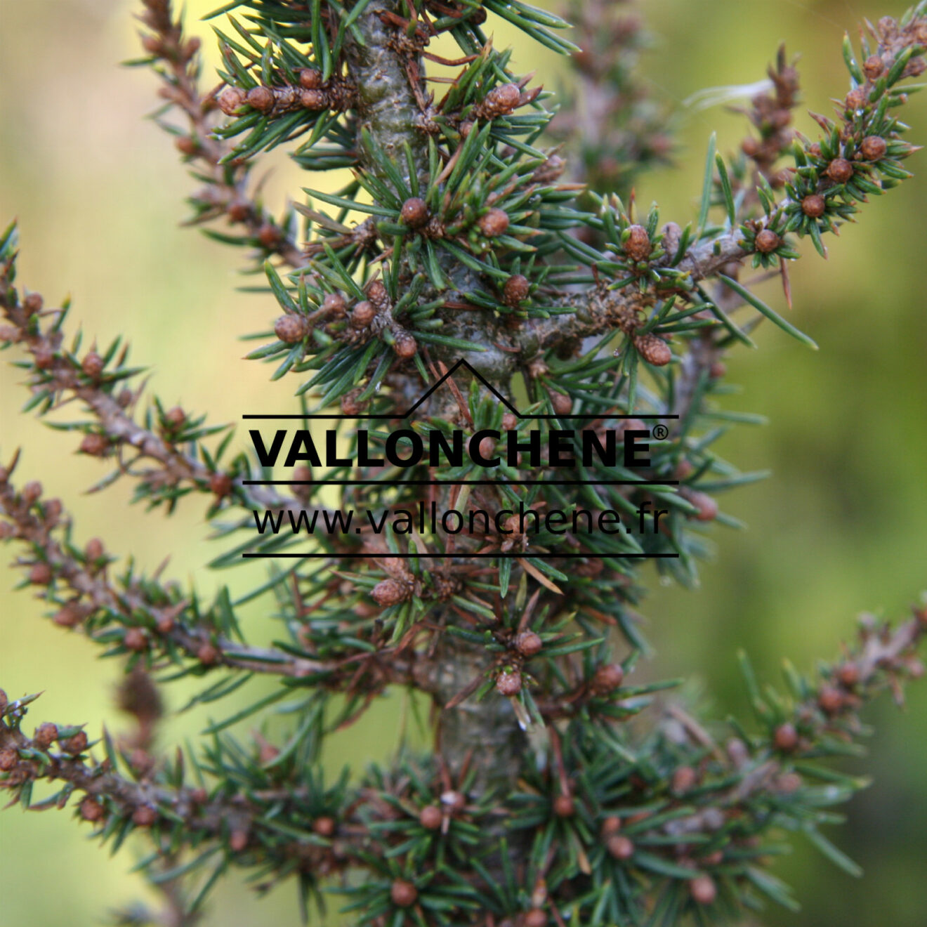 CEDRUS libanii ssp. brevifolia 'Kenwith' - cèdre de Chypre