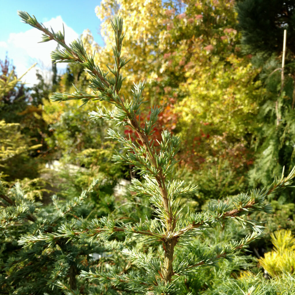CEDRUS libani ssp atlantica 'Saphire Nymph' - dwarf Atlas cedar