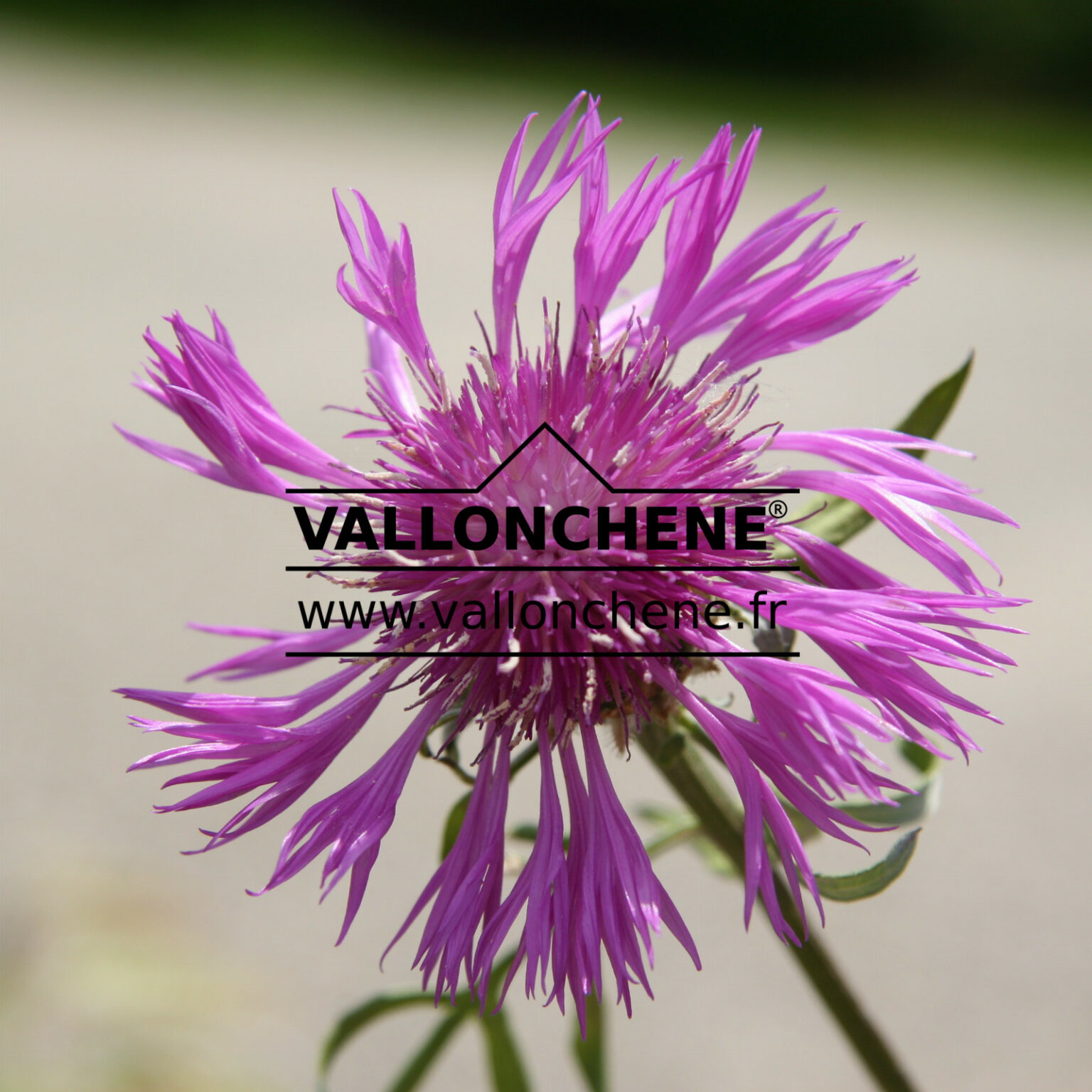 CENTAUREA dealbata 'Cornflower' - centaurée de Perse