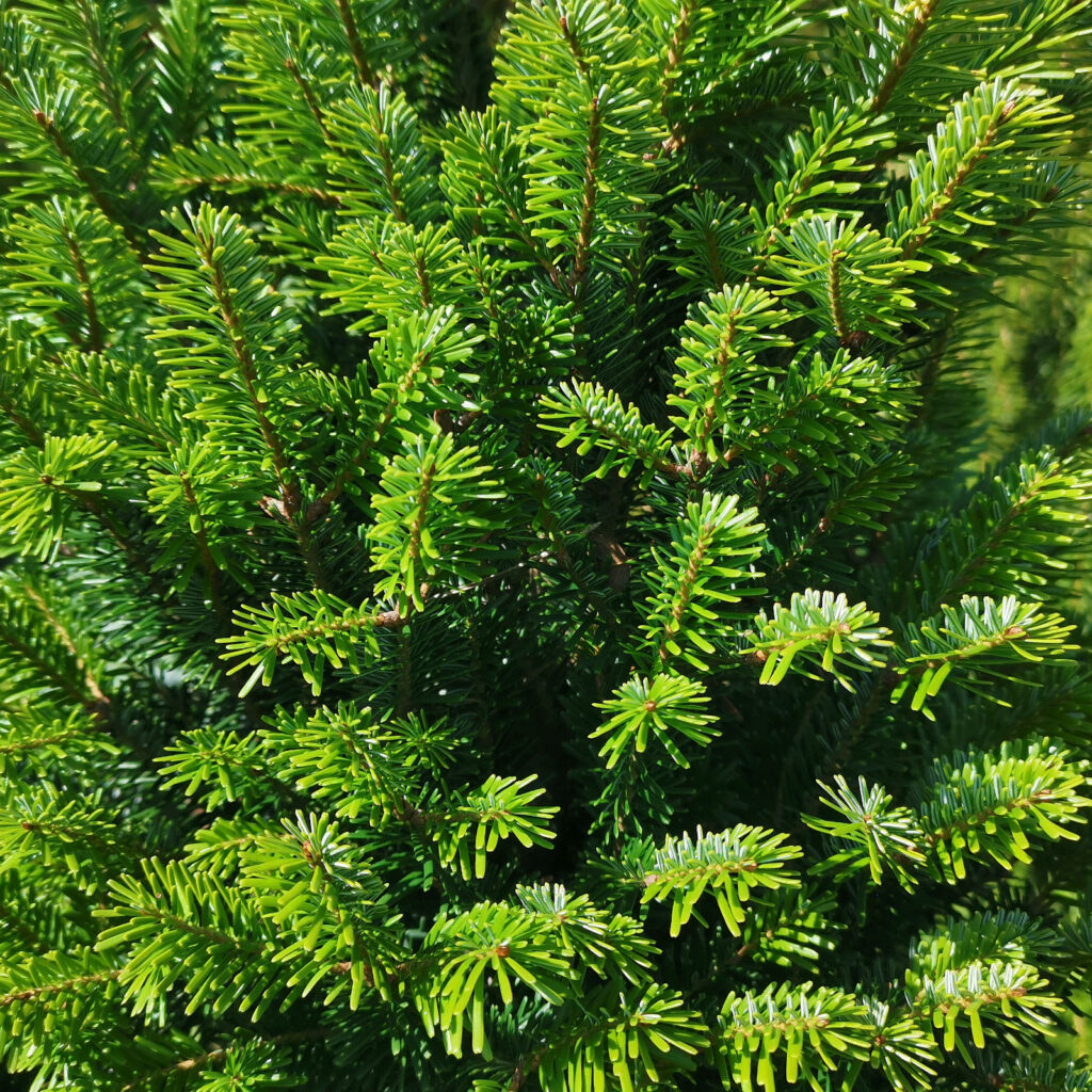 ABIES alba 'Fastigiata' - sapin blanc