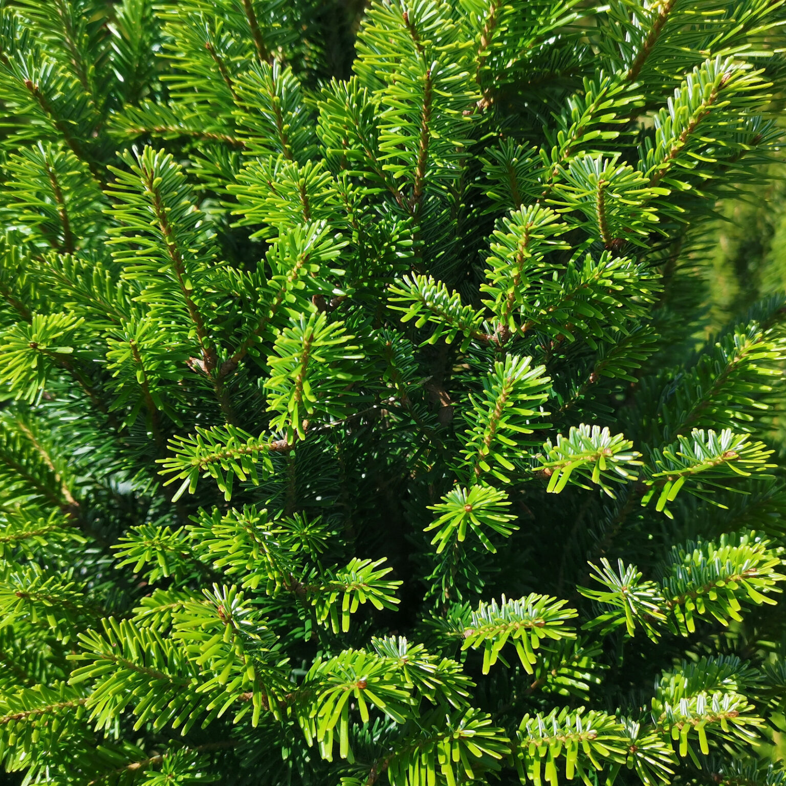 ABIES alba 'Fastigiata' - European silver fir