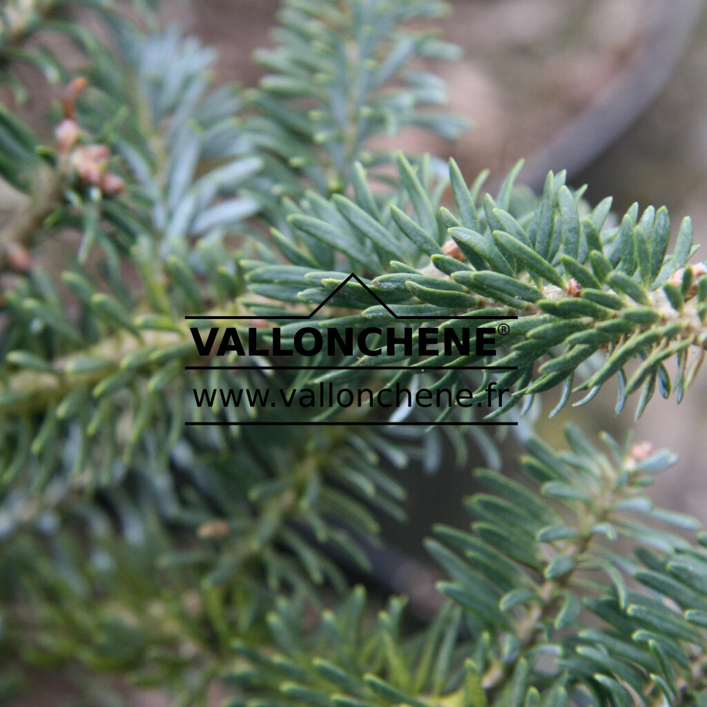 ABIES koreana 'Eisregen' - Korean fir