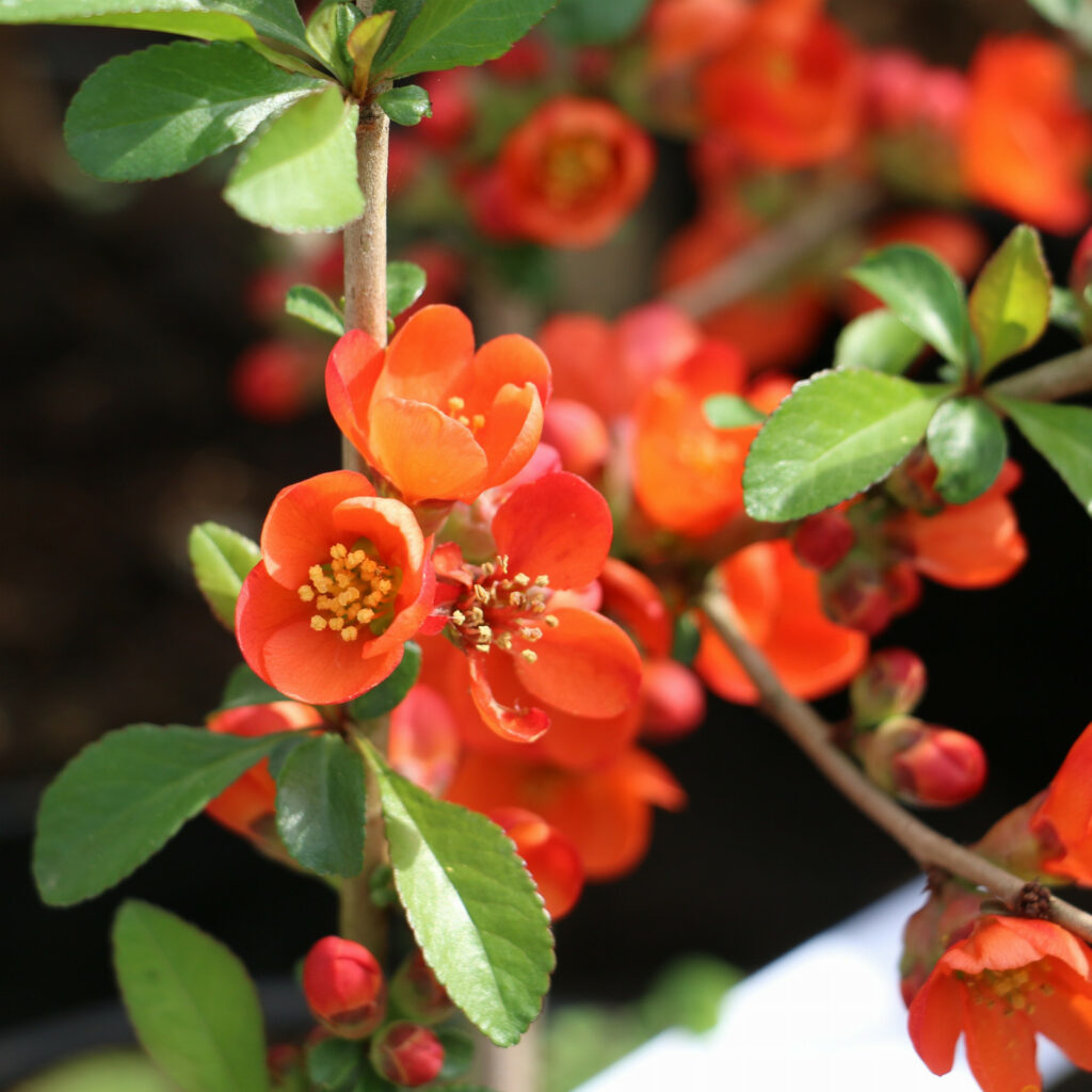 CHAENOMELES japonica 'Sargentii' - Japanese quince