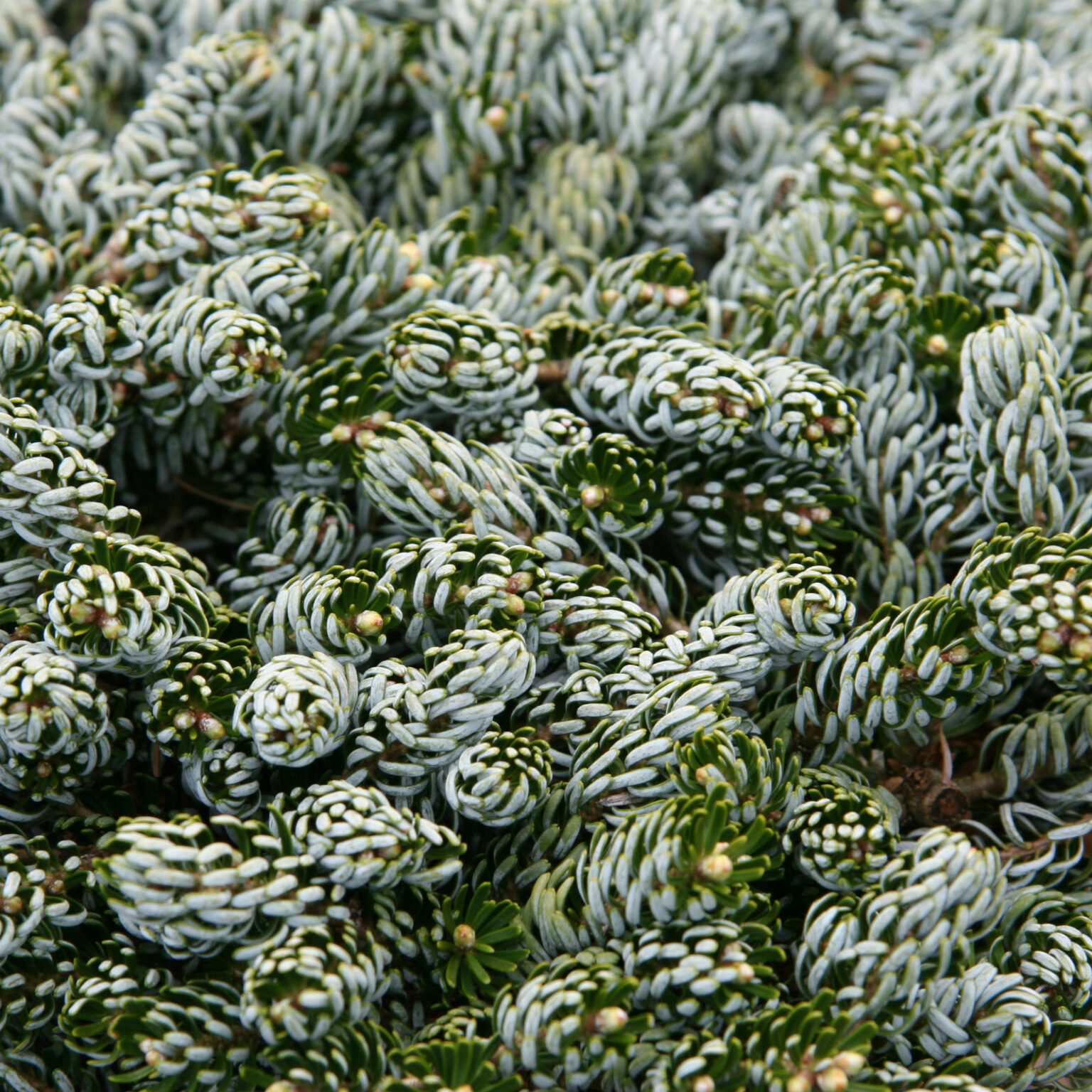 ABIES koreana 'Kohout's Icebreaker' - sapin de Corée