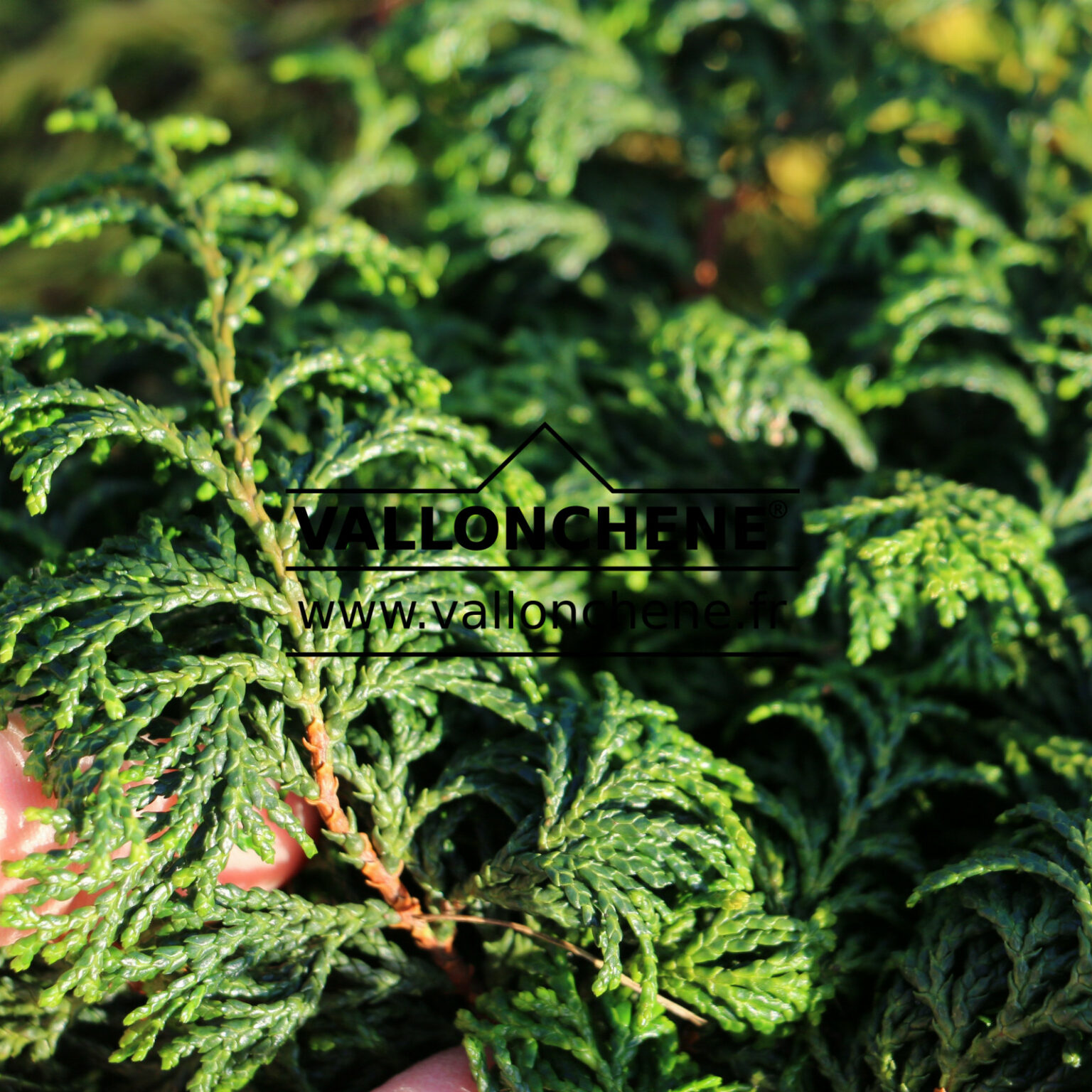CHAMAECYPARIS obtusa 'Maureen' - Japanese cypress