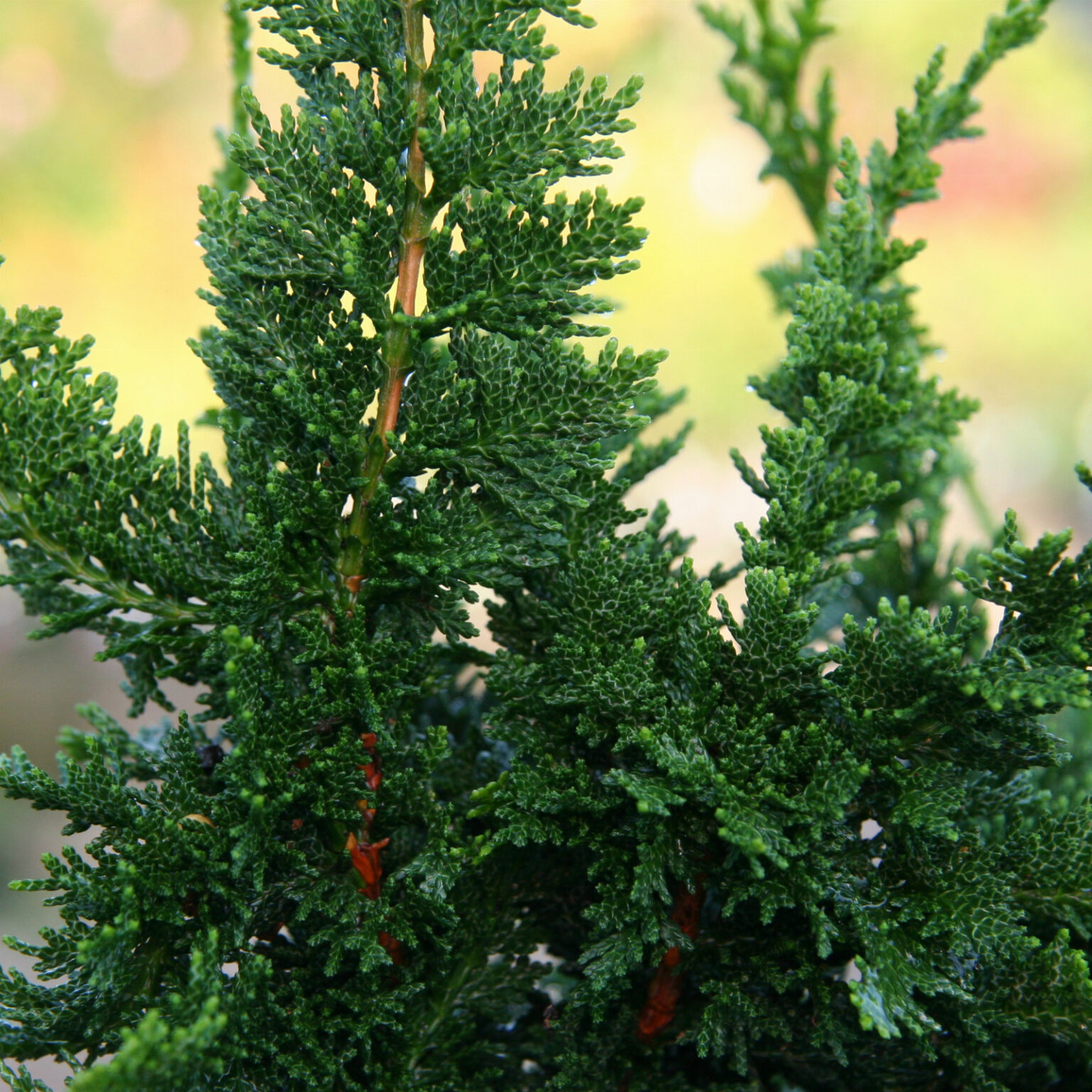 CHAMAECYPARIS obtusa 'Teddy Bear'