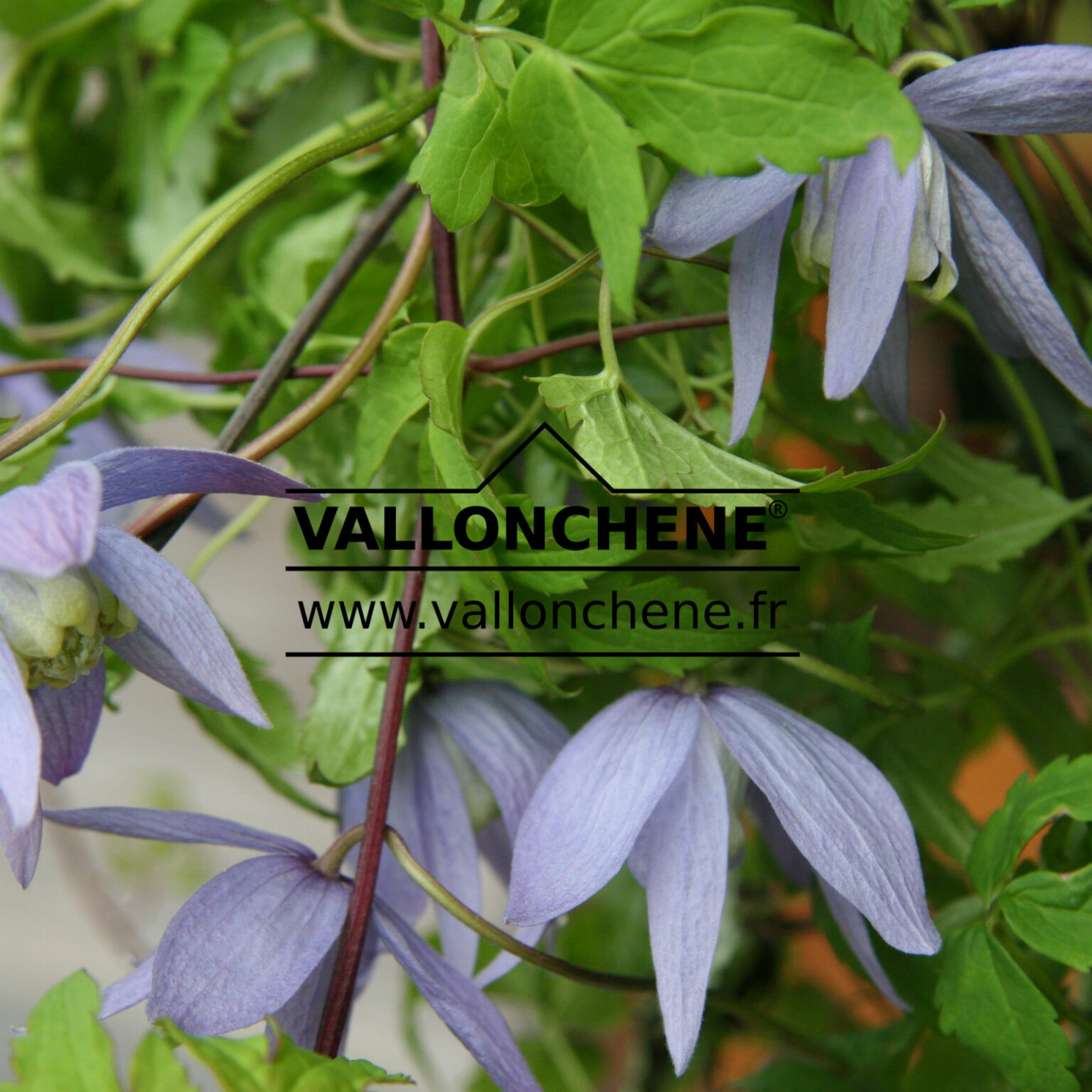 CLEMATIS alpina - alpine clematis